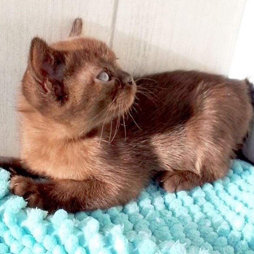Породистый бурманский котёнок