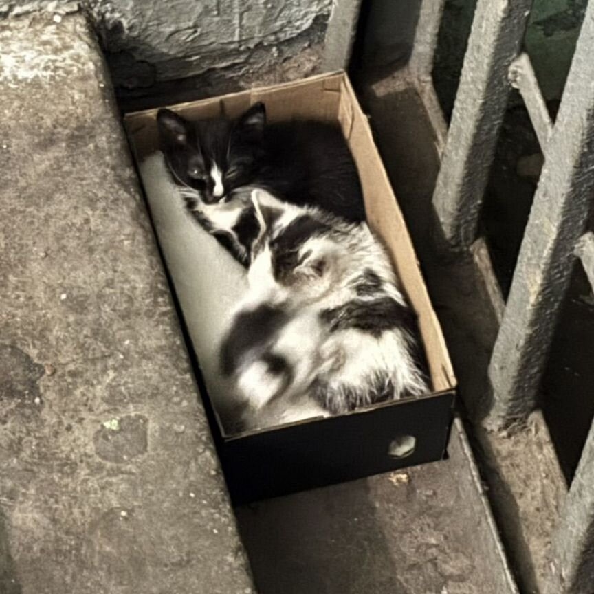 Котята