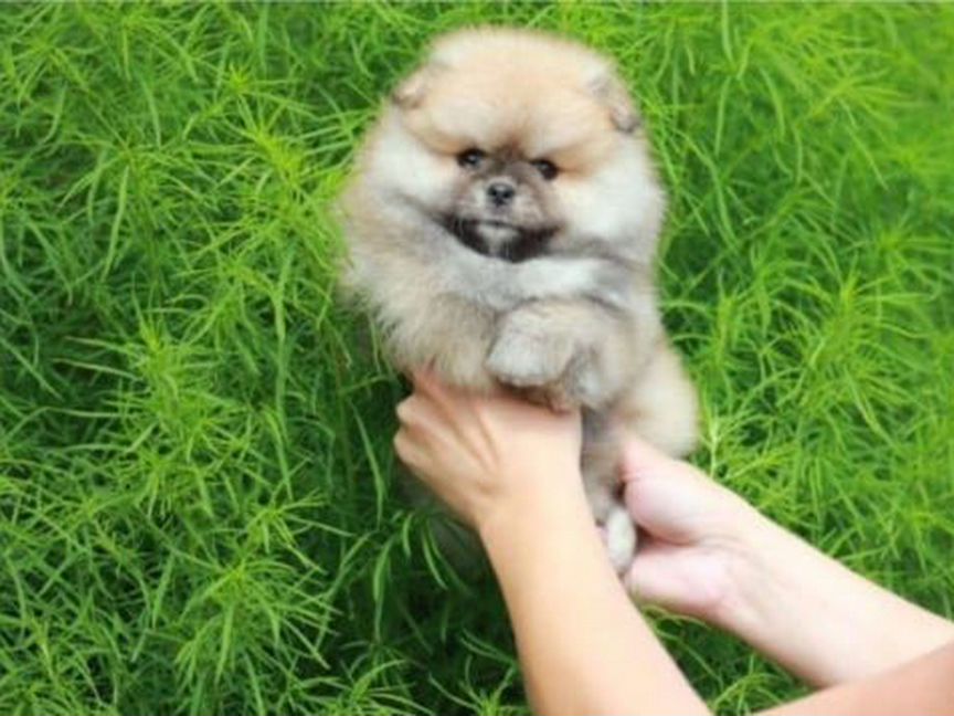 Шпиц девочка