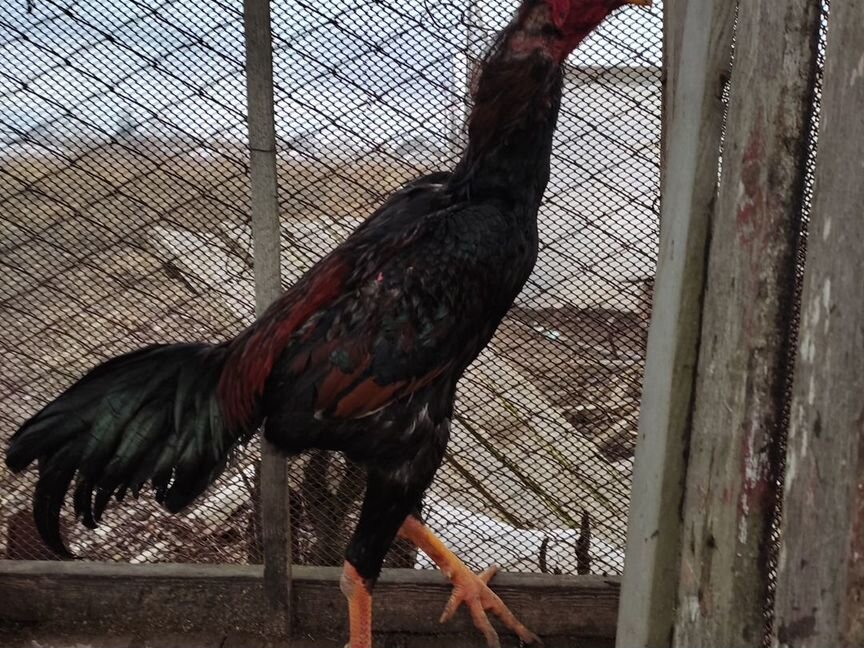 Продам бойцового петуха