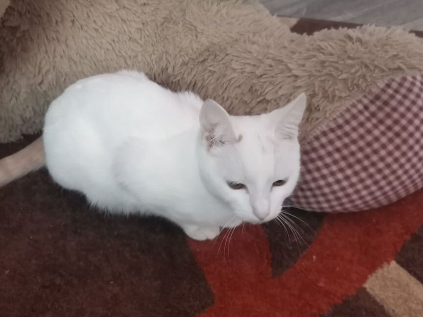 Кошки в добрые руки