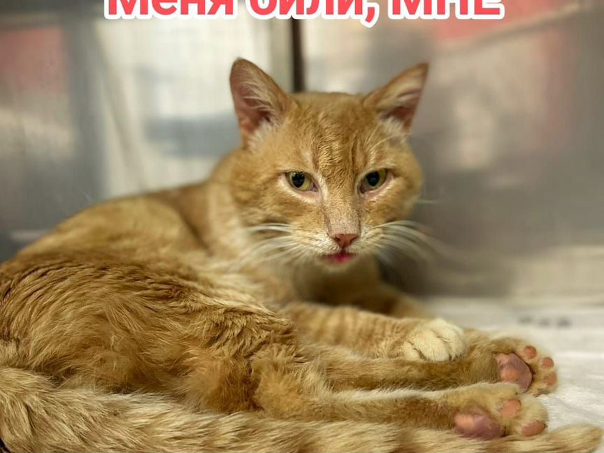 Котику Лавру нужен дом