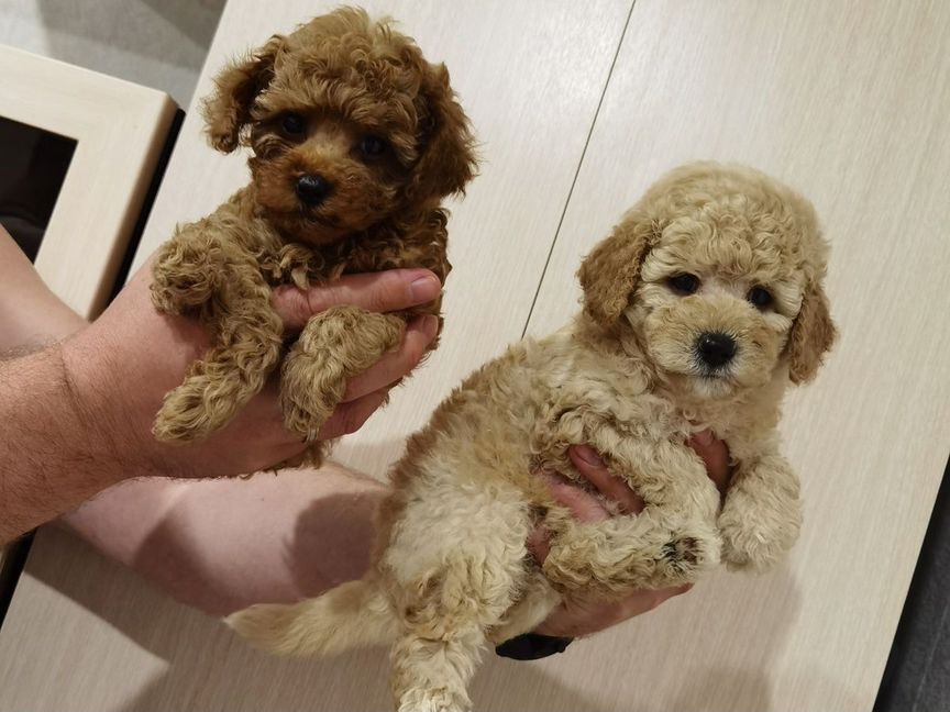 Мальтипу только девочки