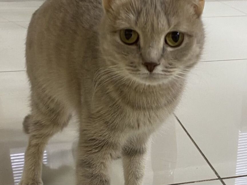 Кошка особенная