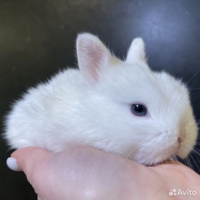 Продажа карликовых кроликов