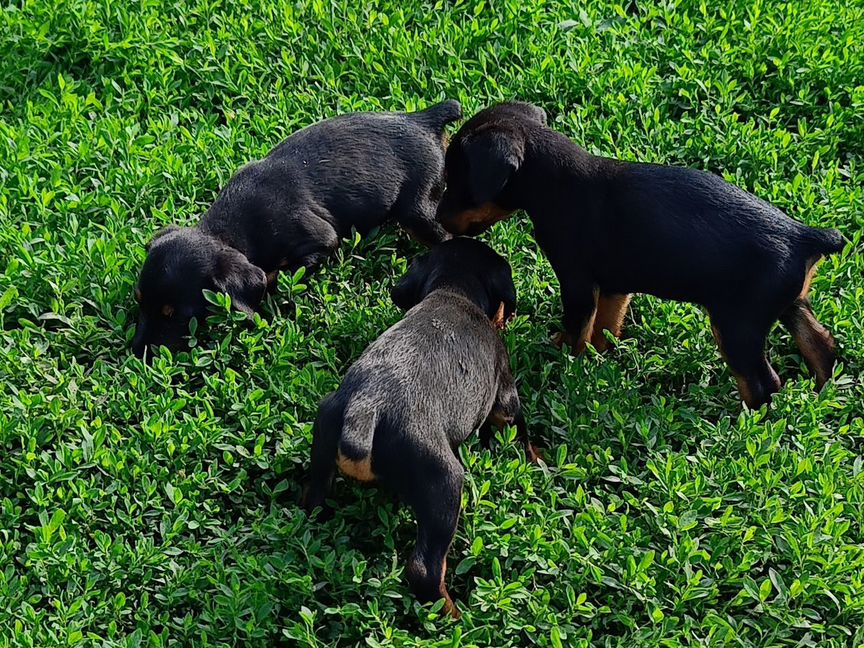 Щенки ягдтерьера