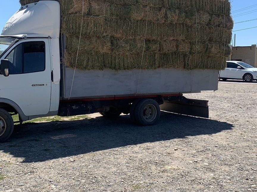 Сено люцерны