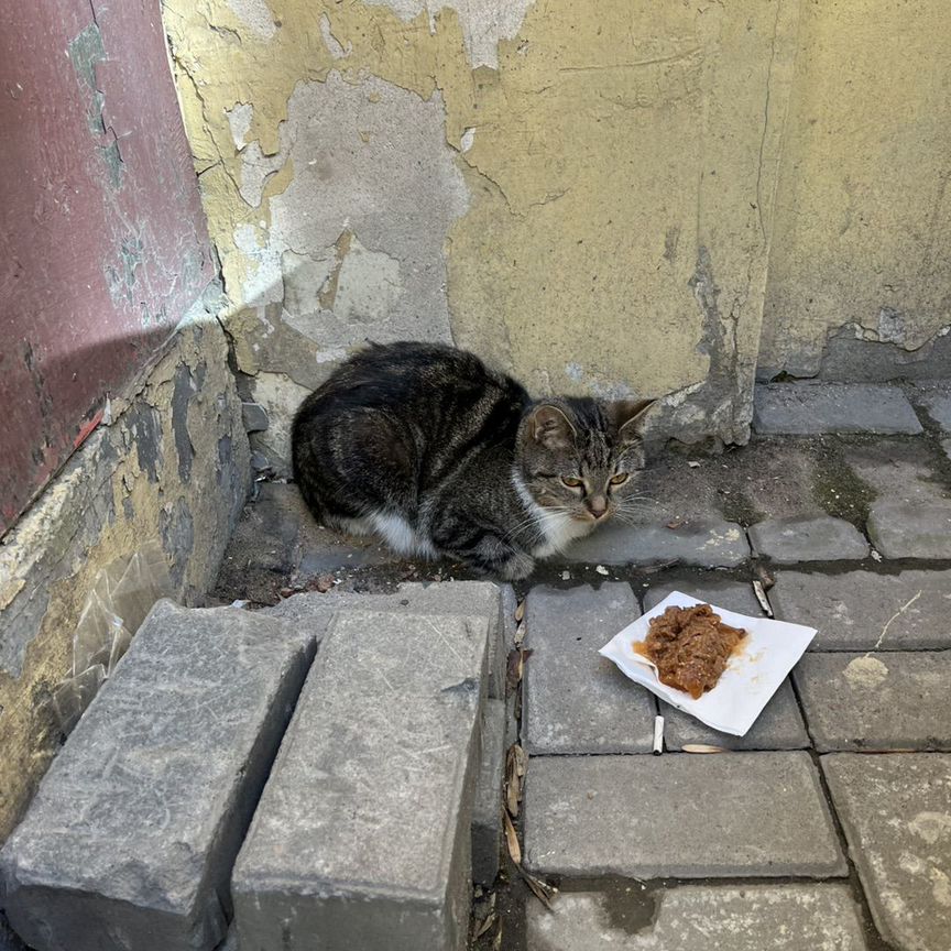 Кошка ищет дом