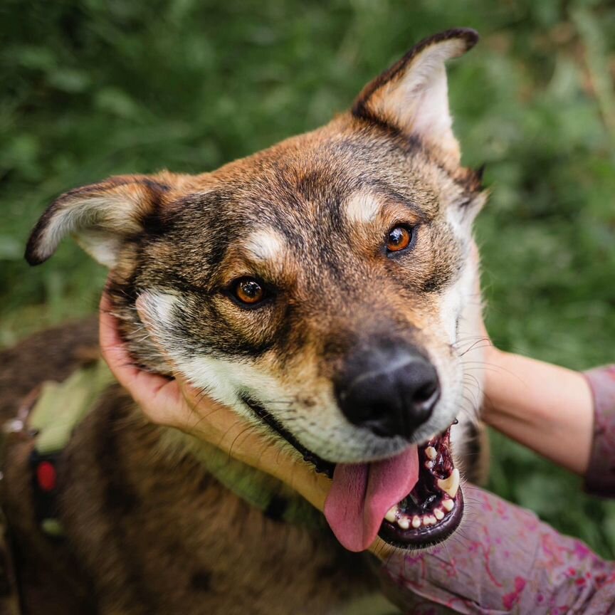 Челси грустно в приюте