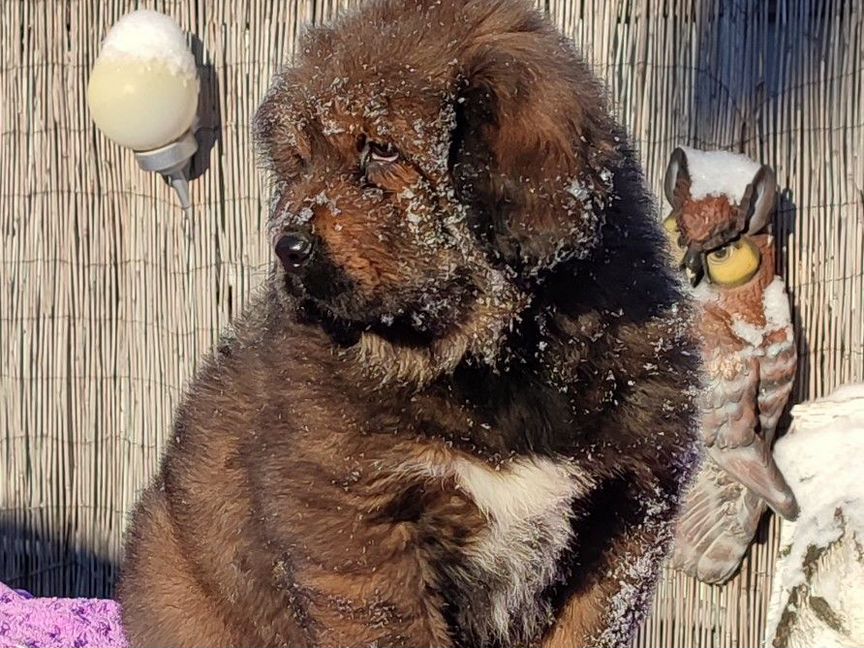 Тибетский мастиф девченка