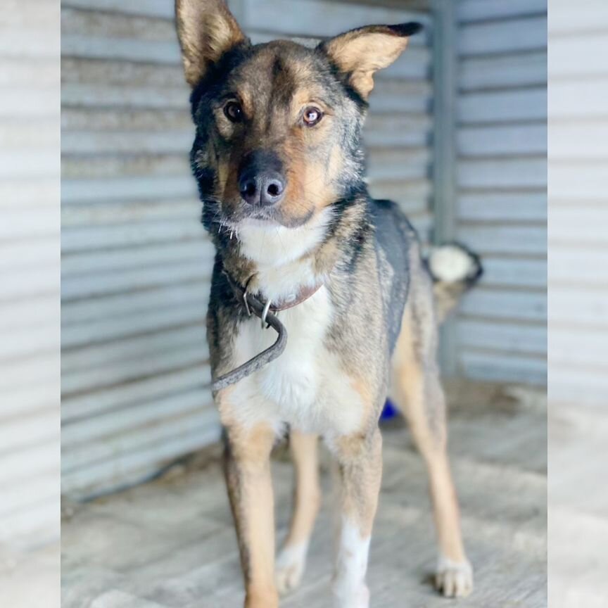 Взрослый пёс в добрые руки