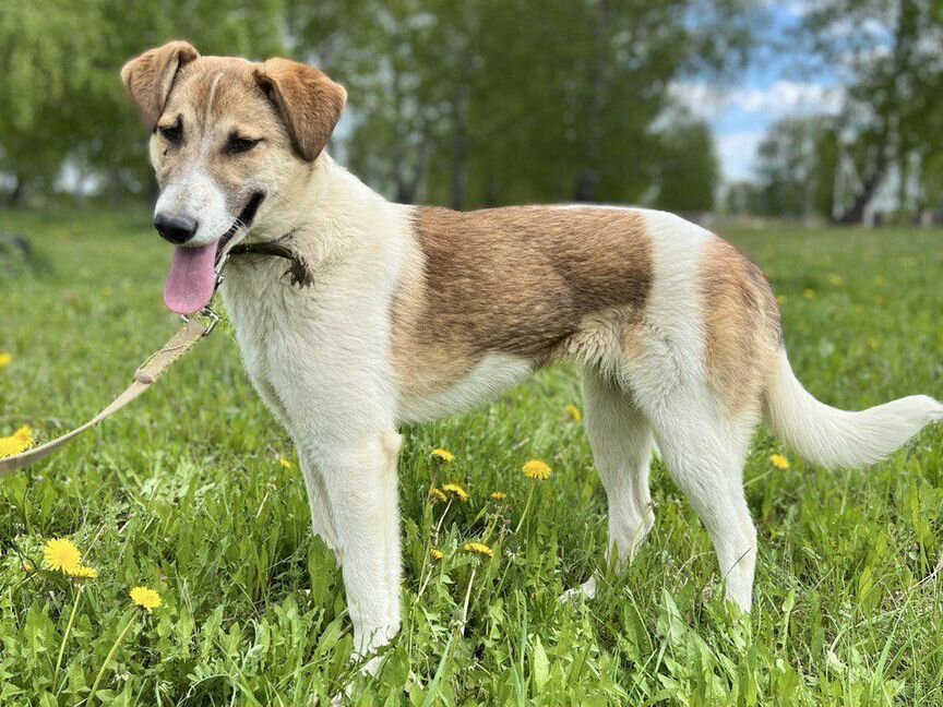 Отдам бесплатно собаку