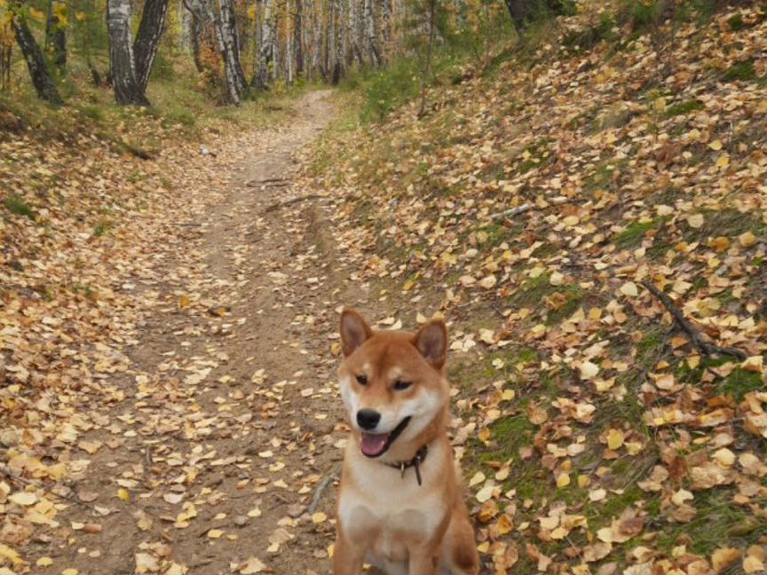 Кобель для вязки