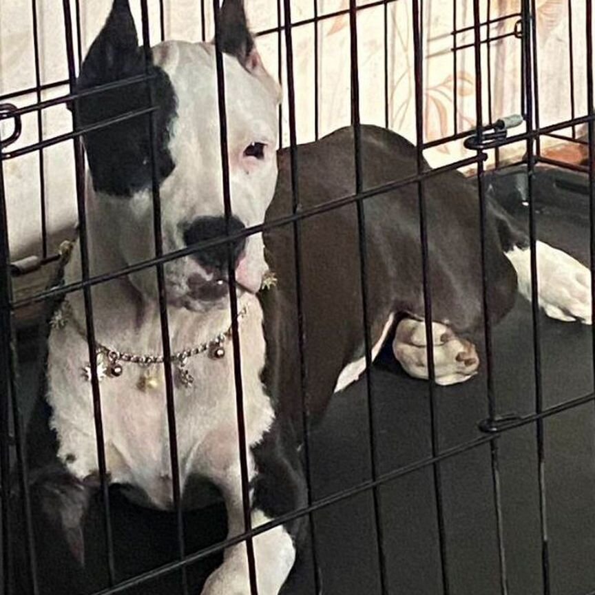 Американский стаффордширский терьер, взрослая собака