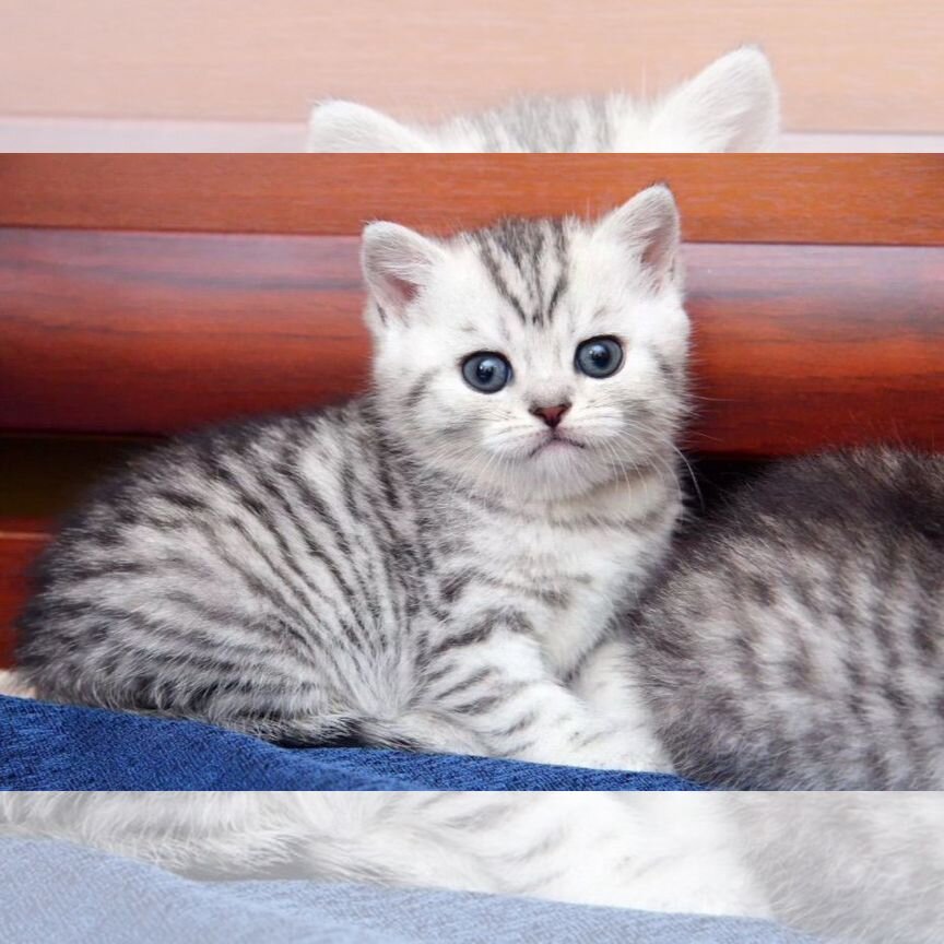 Котята красавчики