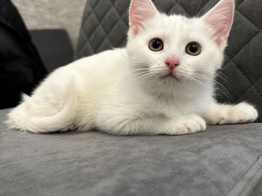 Отдам котенка в добрые руки