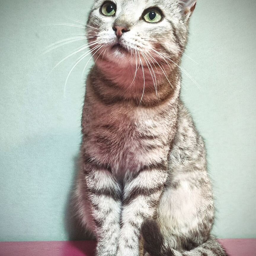 Кот мышелов(котенок, мышеловка)