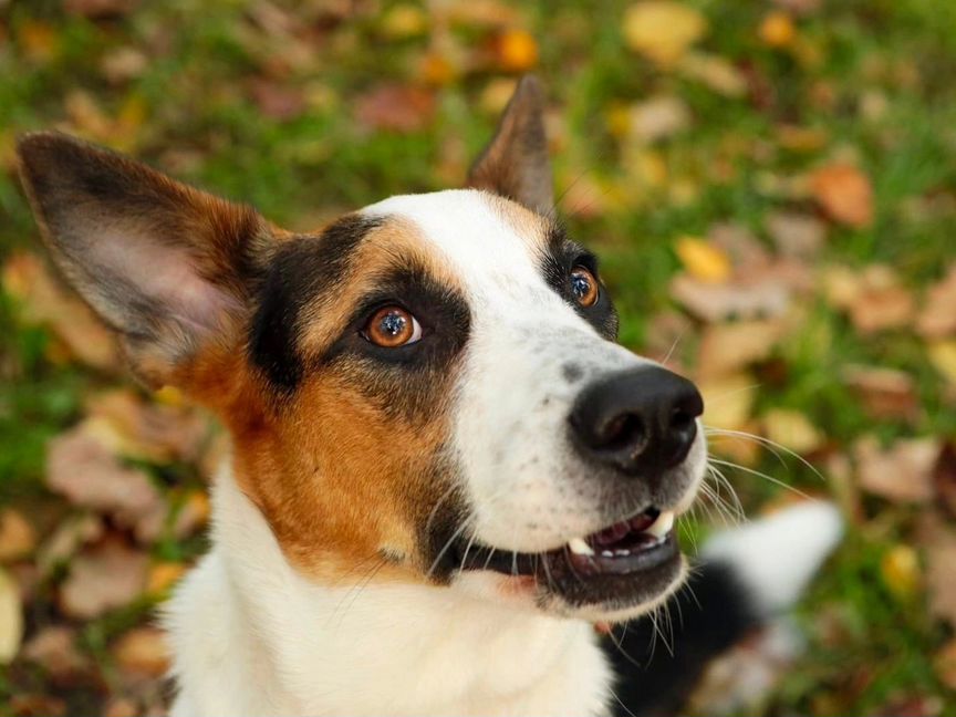 Собака в добрые руки