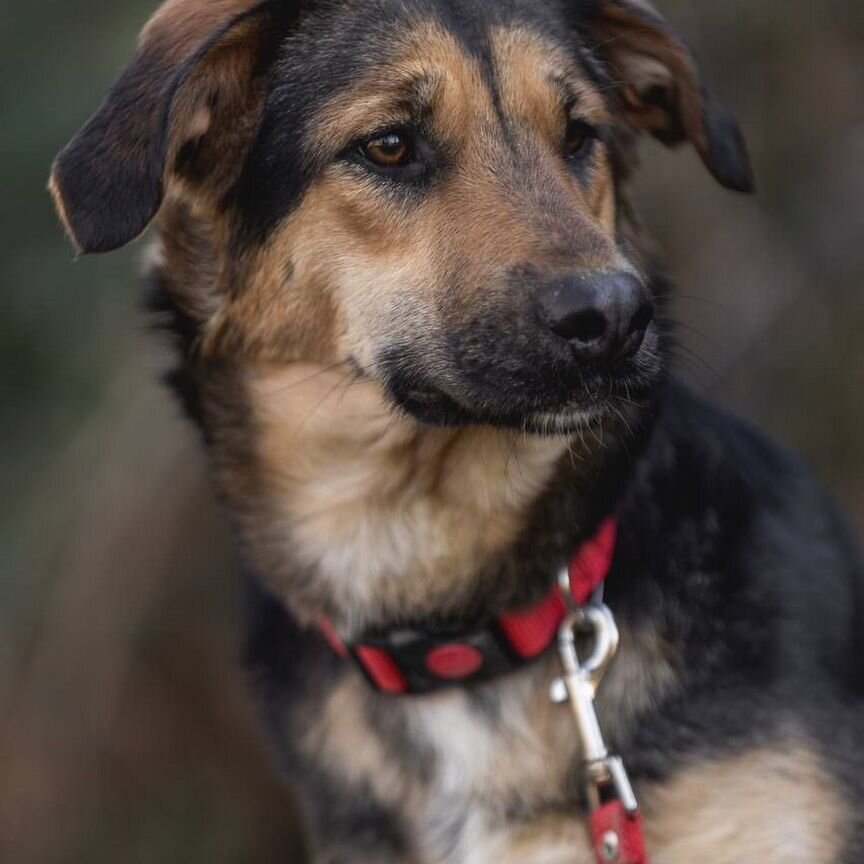 Собака в добрые руки