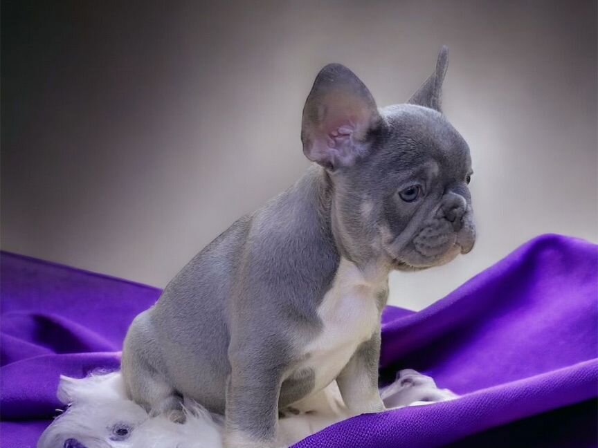 Французский бульдог