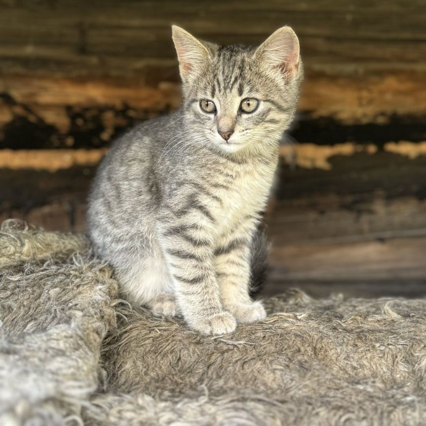 Котята в добрые руки бесплатно
