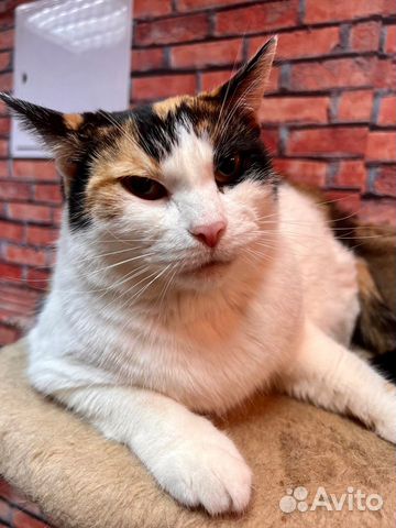 Кошечка Люсьен 4 года