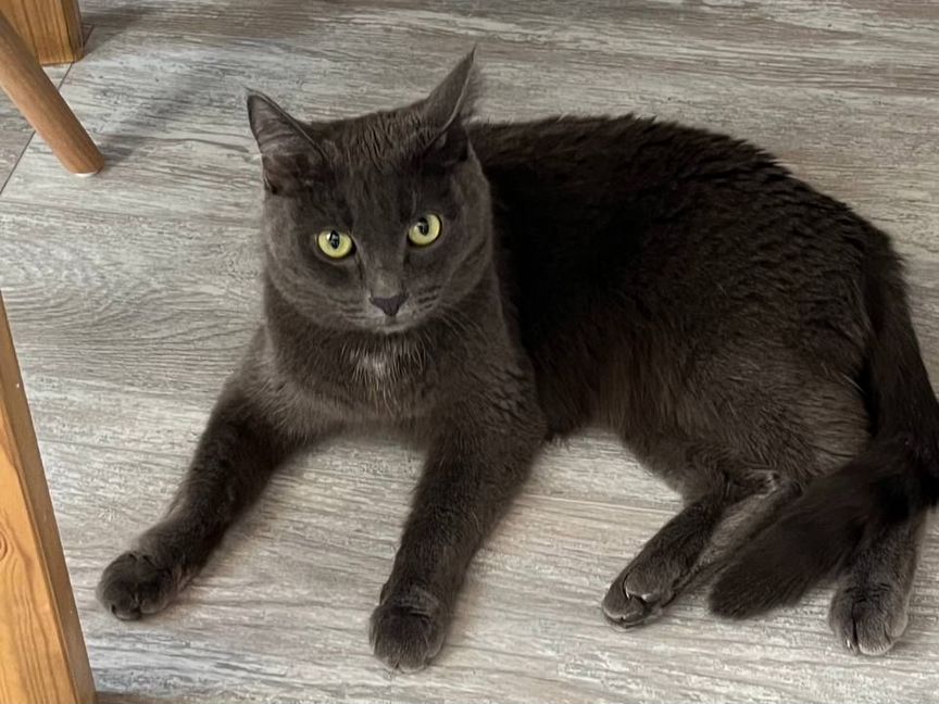 Кошки ищут новый дом