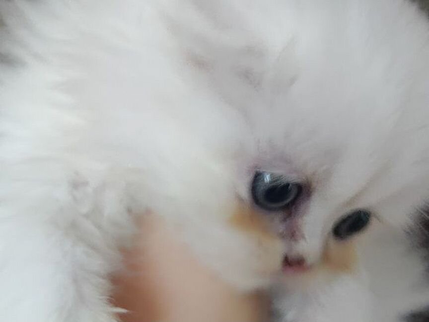 Котик пупсик