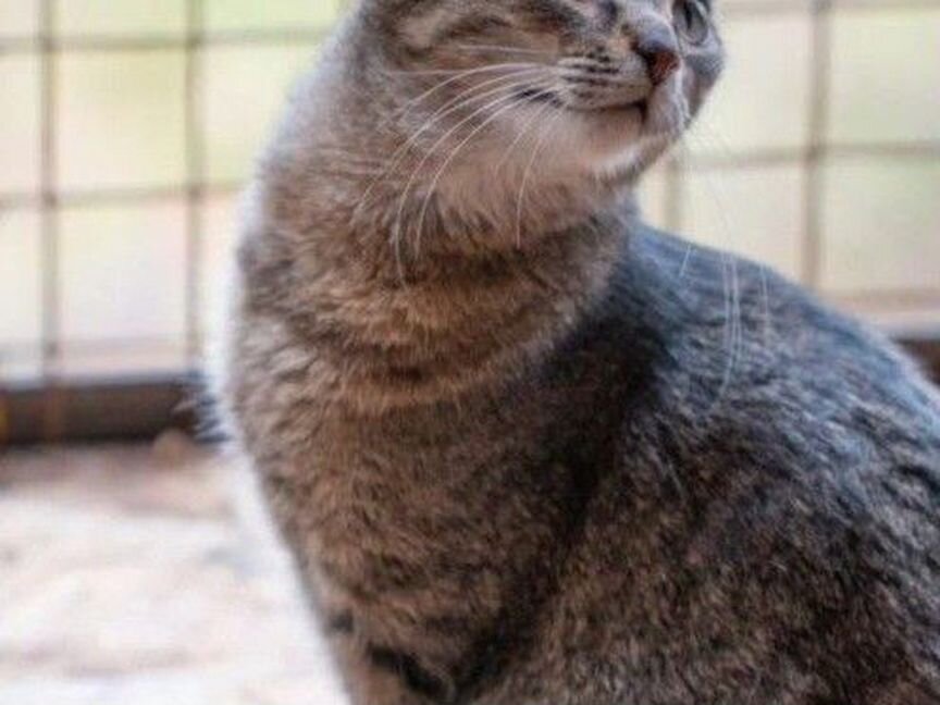 Кошка Рябинка в ожидании чуда и вашей семьи