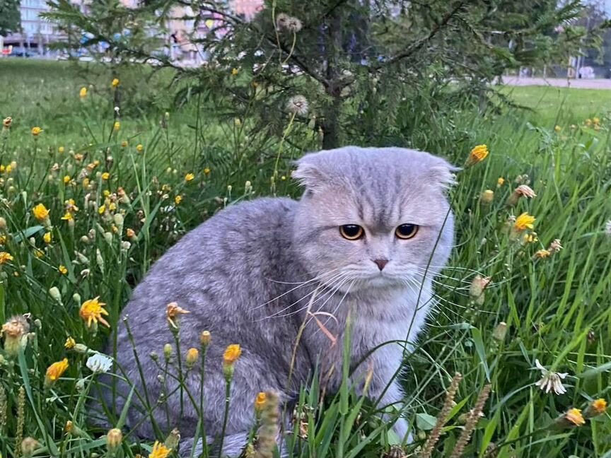 Породистый кот на вязку