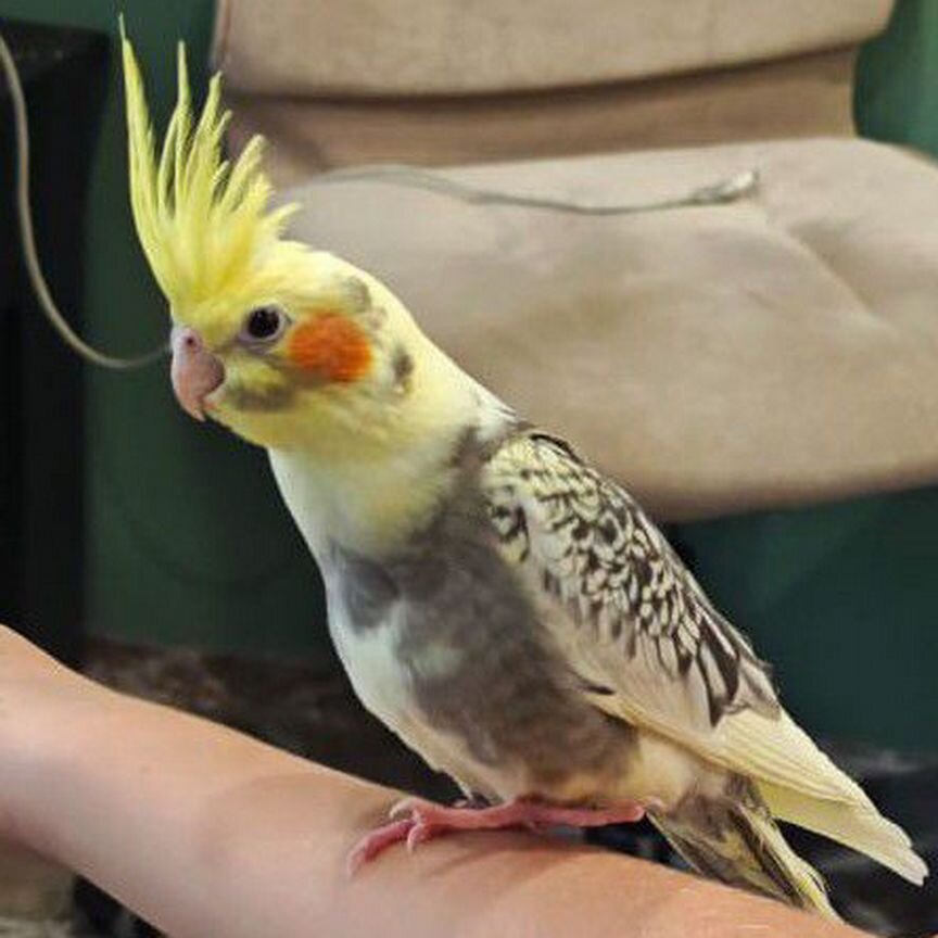 Попугай Корелла Ручной