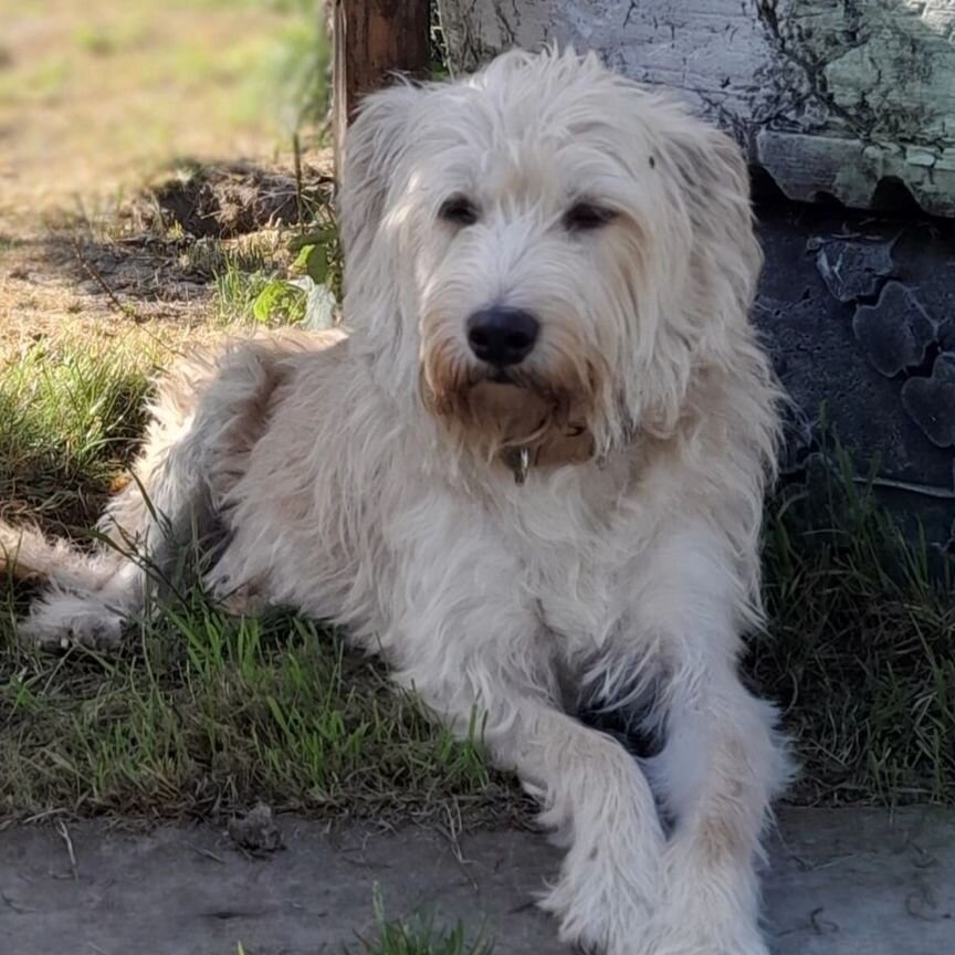 Собака из приюта с замечательным характером