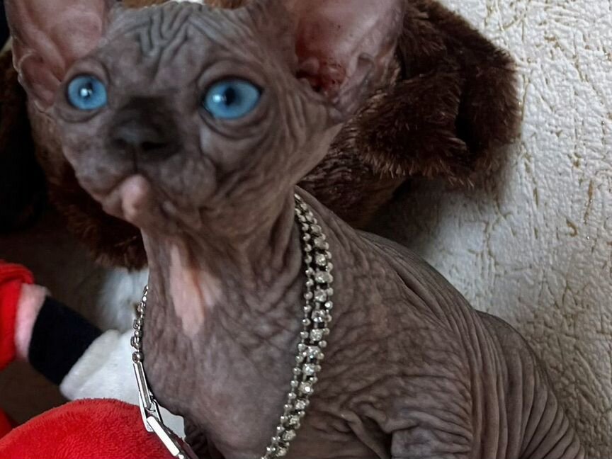 DBE доминантные глаза, редкие, эксклюзив