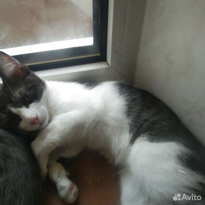 Котенок британец девочка