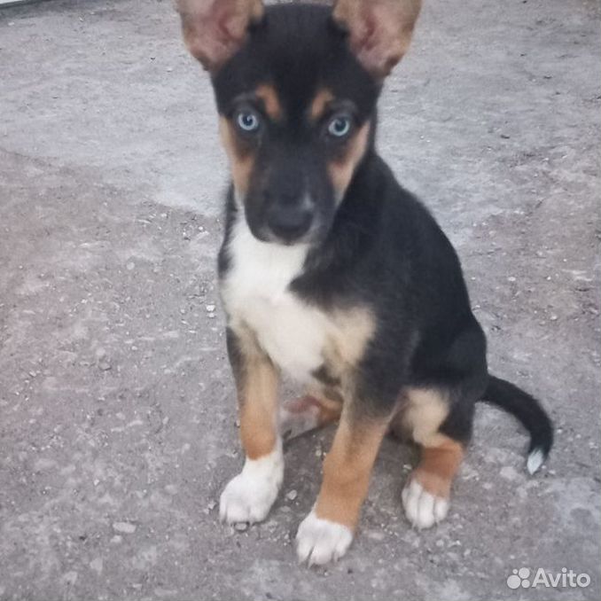 Очаровательная брюнетка с голубыми глазами