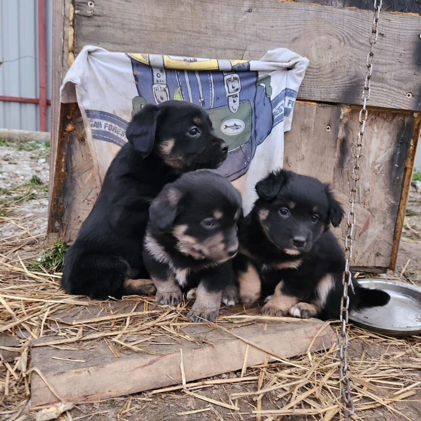 Щенок в добрые руки