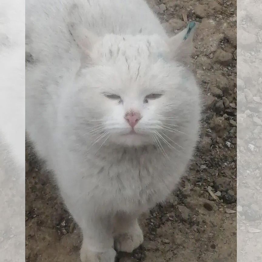 Молодая киска