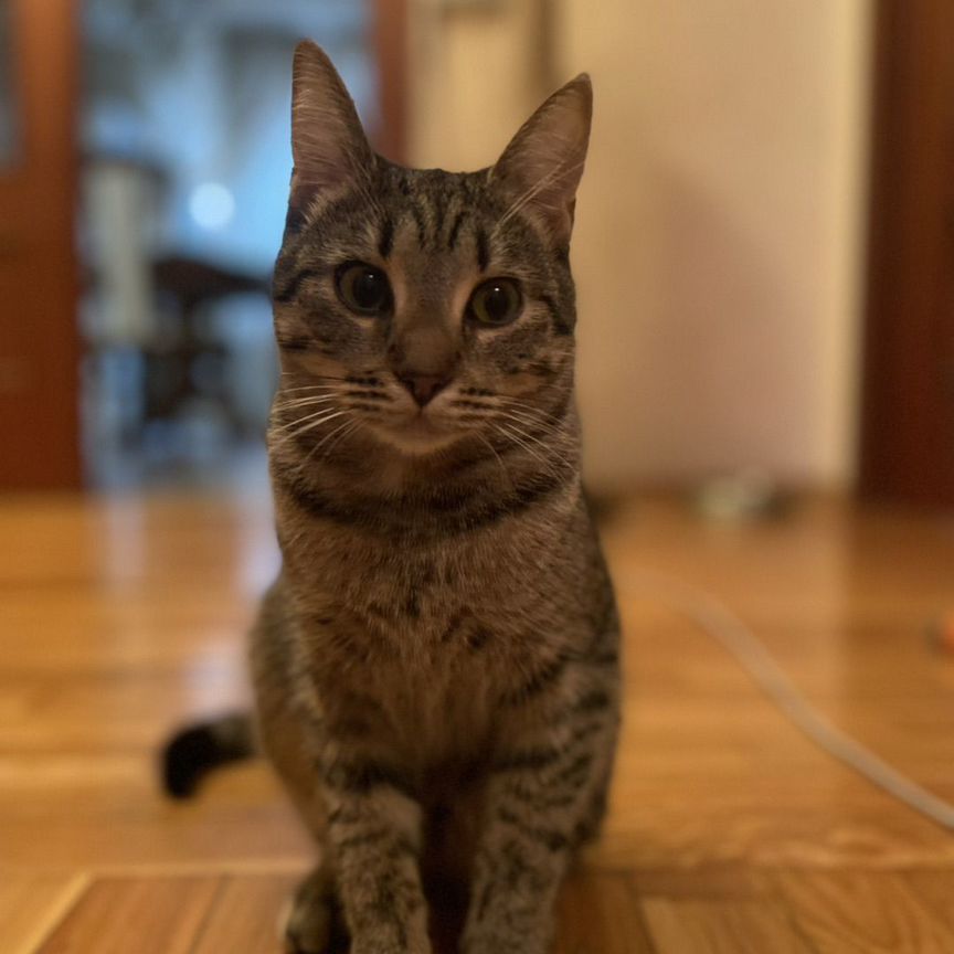Кошечка в дар
