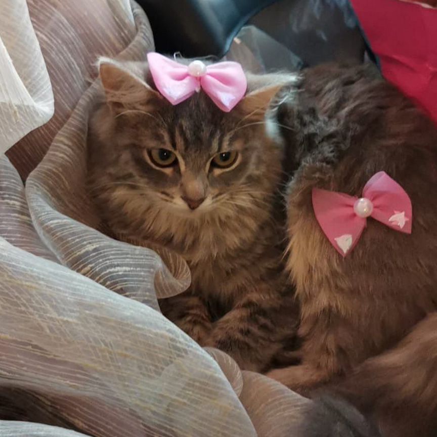 Взрослая кошка в добрые руки