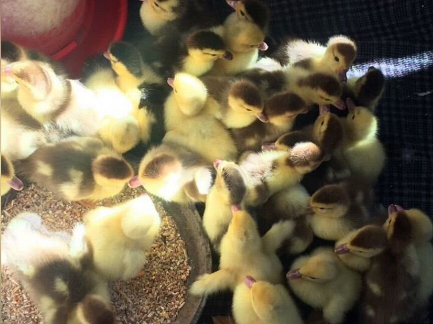 Индоутята суточные