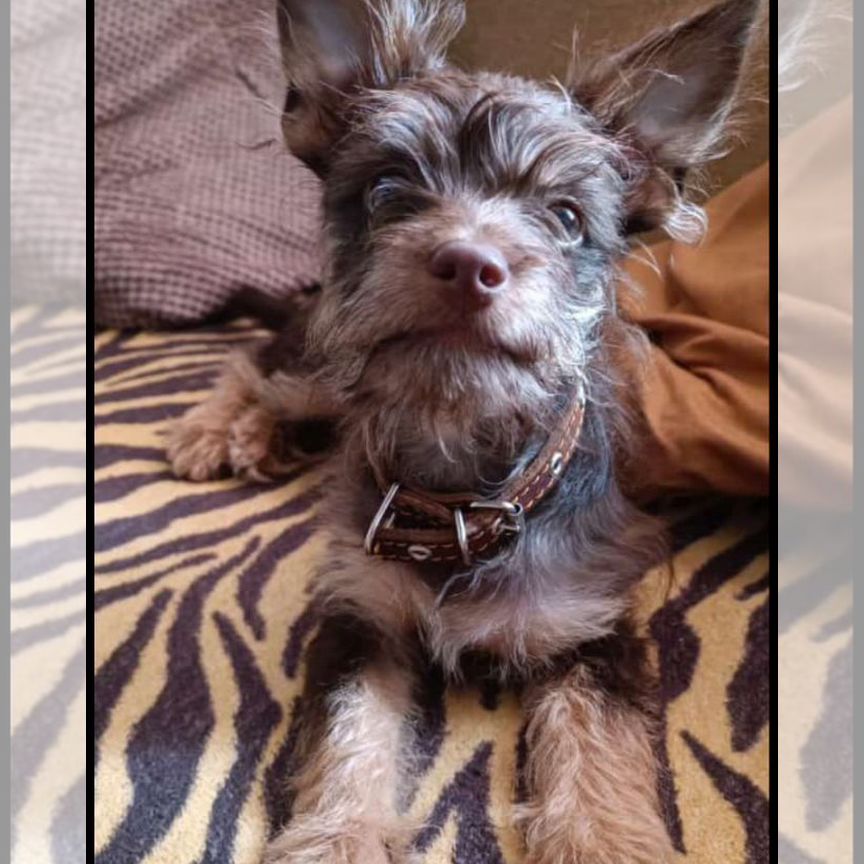 Йоркширский терьер мини щенки татарстан