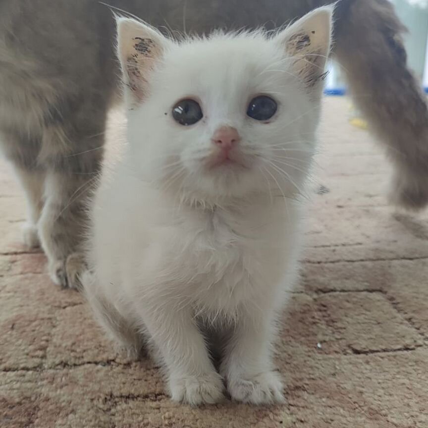 Отдам кошечку 2 мес