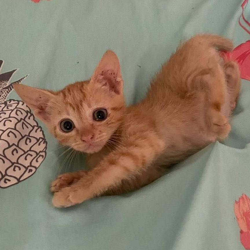 Котёнок в добрые руки