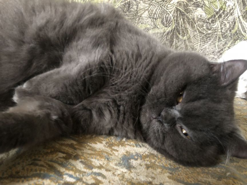 Шотладский кот