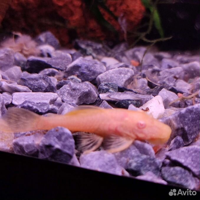 Анциструс анубиас мох коряга креветки скалярии