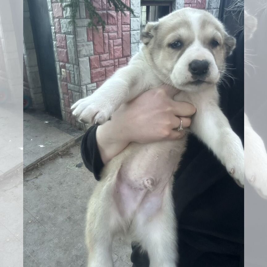 Щенки кавказской овчарки