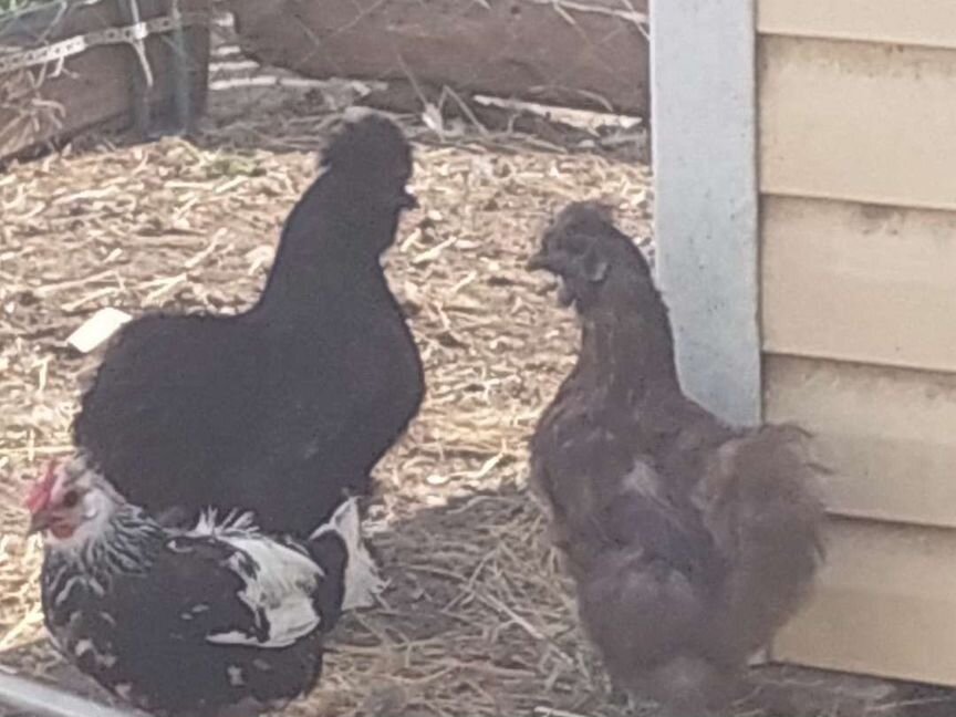 Молодые петухи