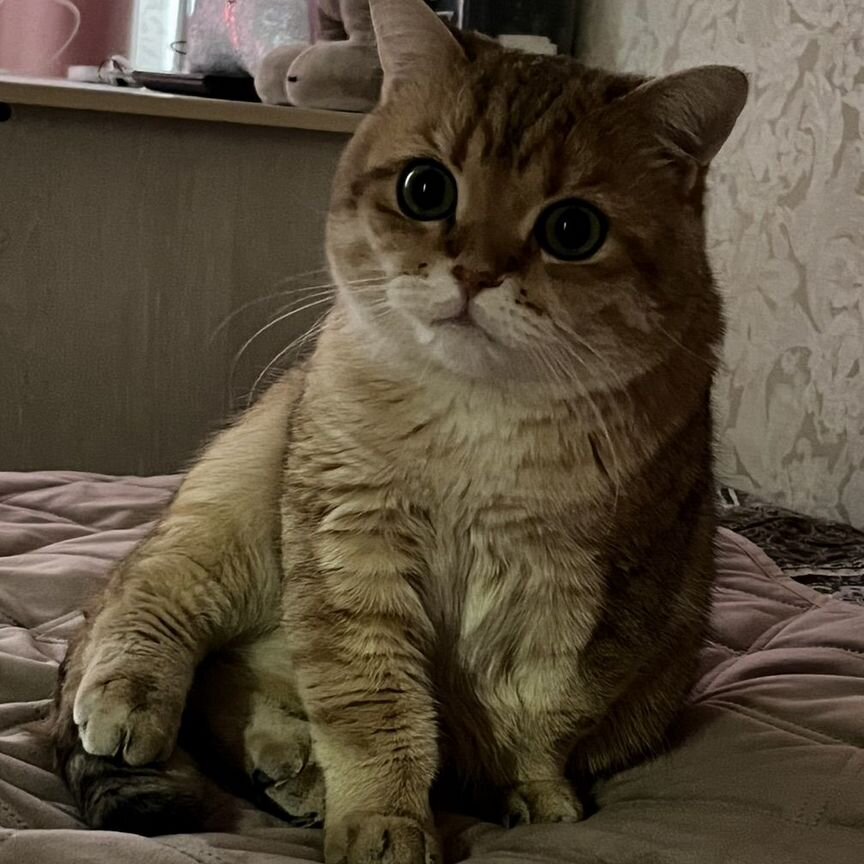 Британская золотая шиншила