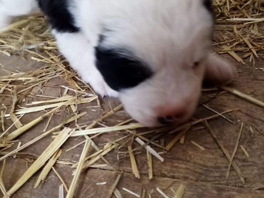 Среднеазиатская овчарка алабай щенки