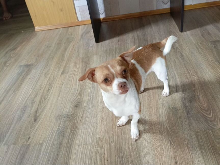 Собака в добрые руки